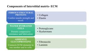 Extracellular matrix | PPT