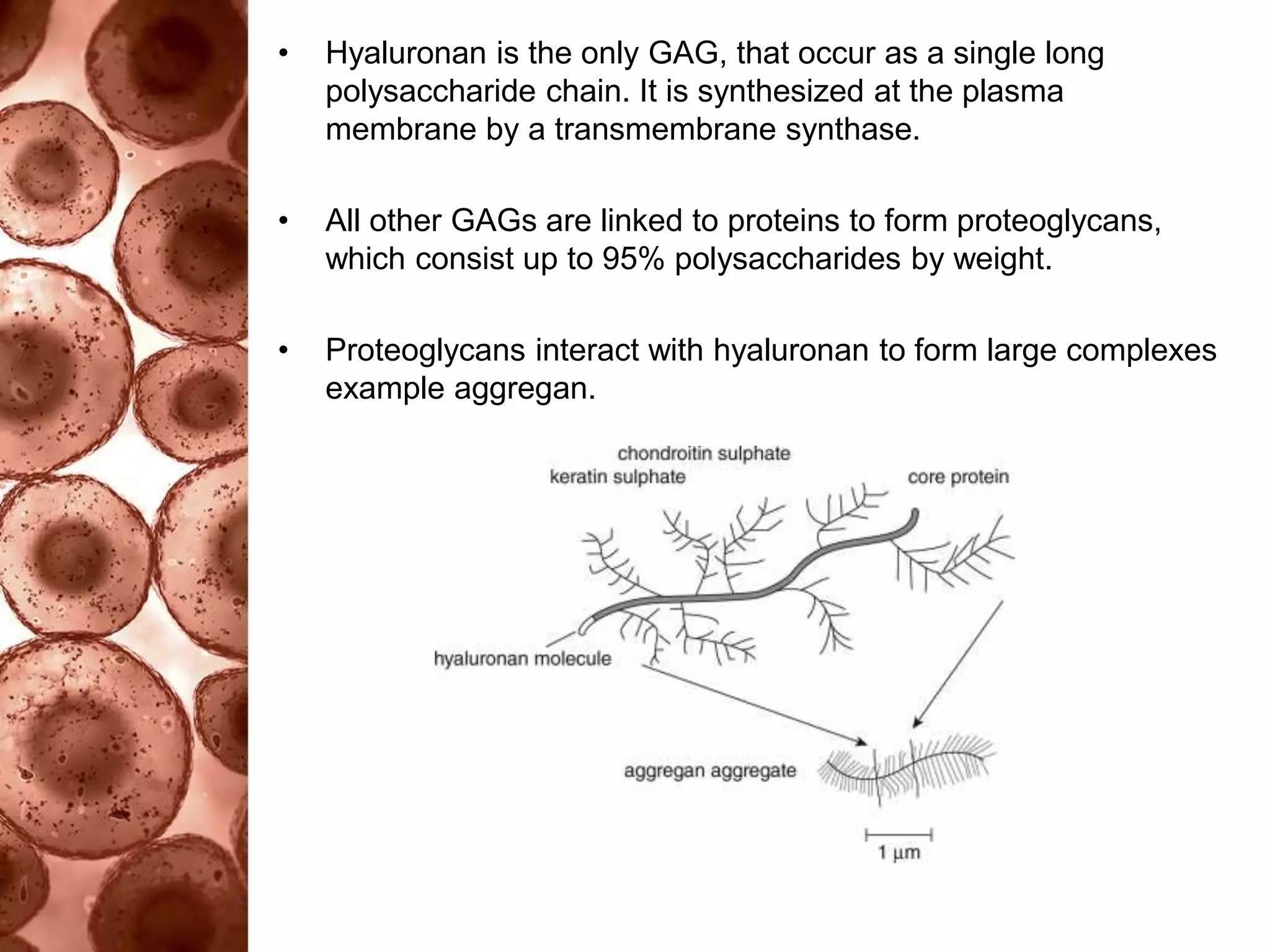 Extra cellular matrix | PPTX