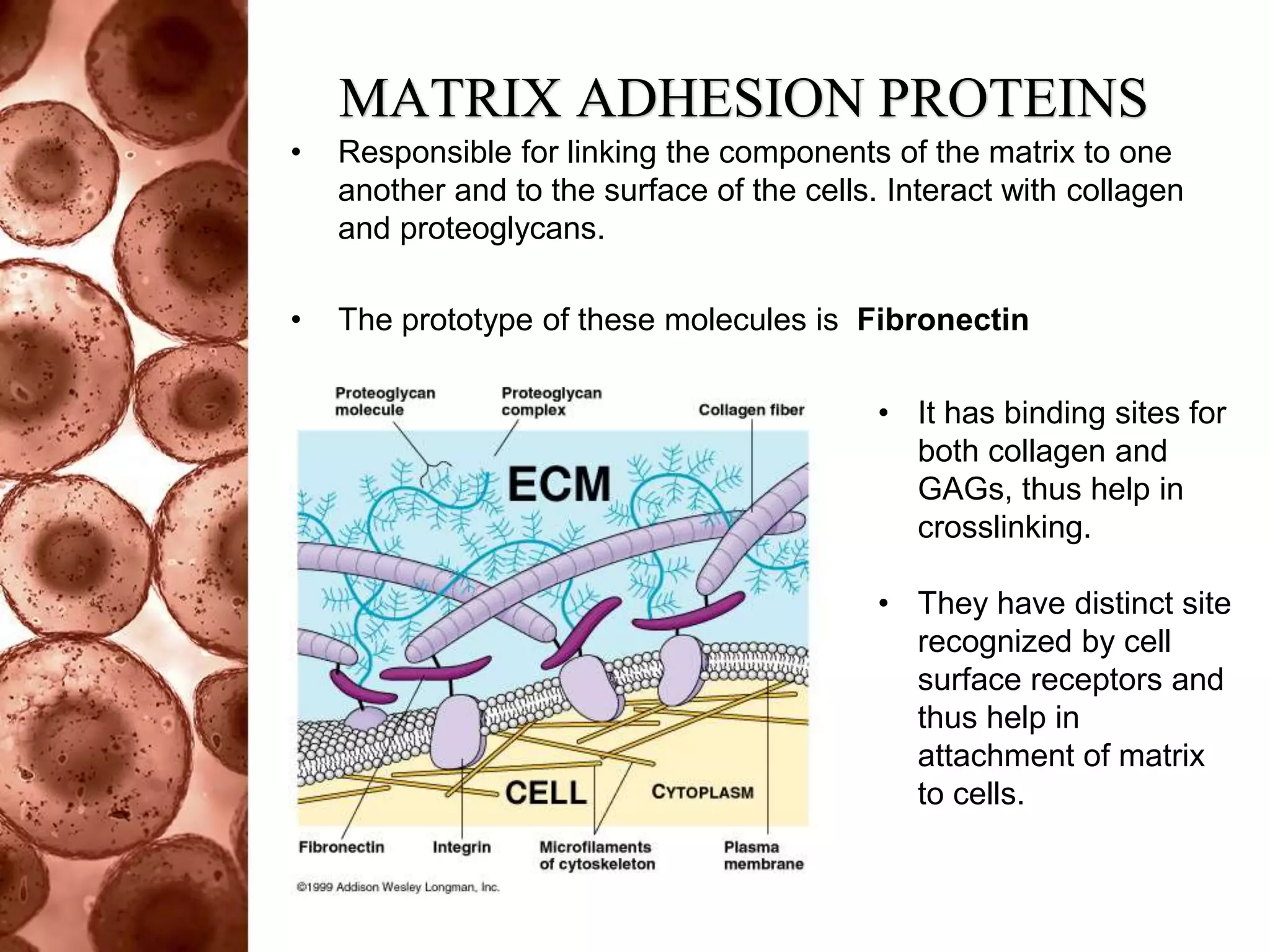 Extra cellular matrix | PPTX
