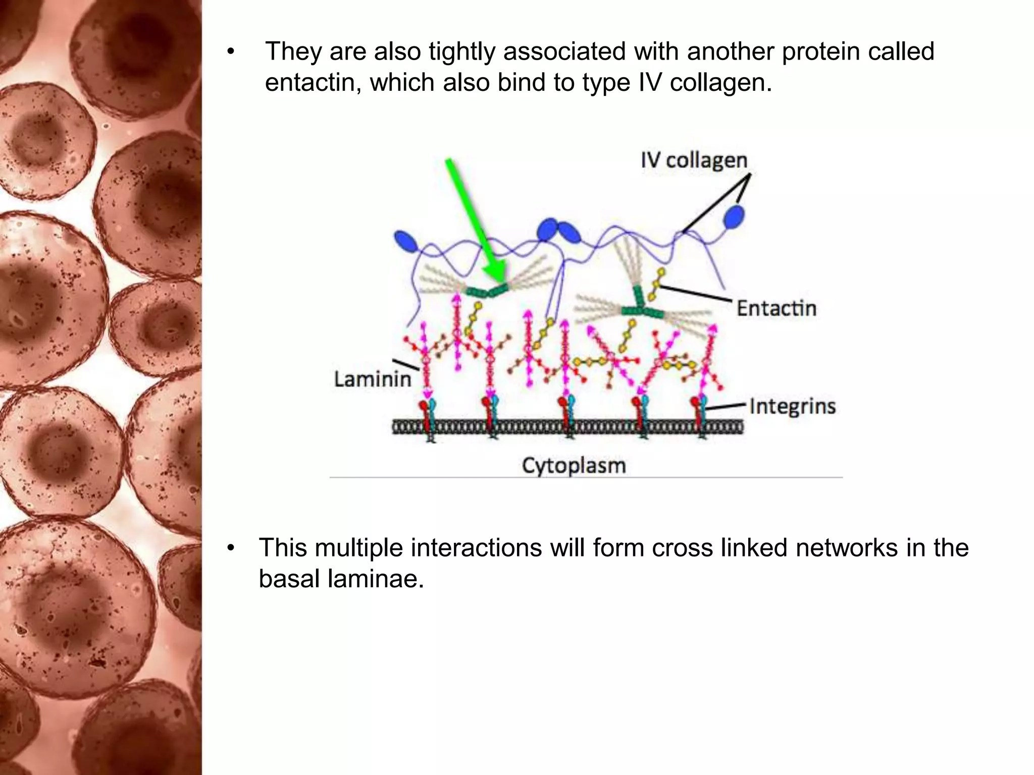 Extra cellular matrix | PPTX