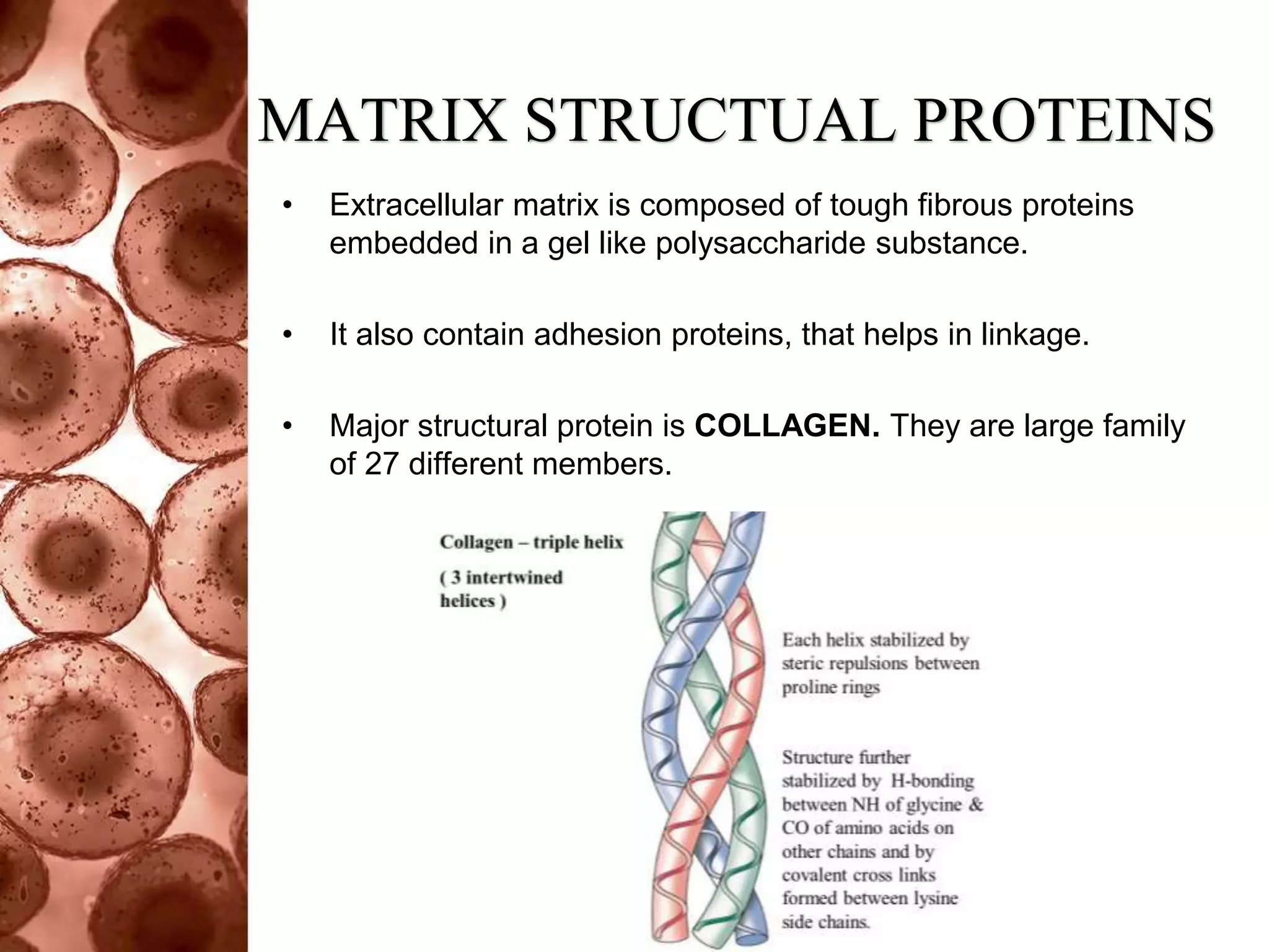 Extra cellular matrix | PPTX
