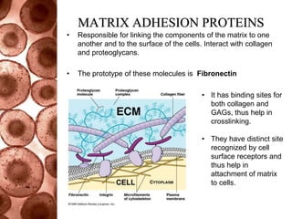 Extra cellular matrix | PPTX