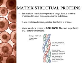 Extra cellular matrix | PPTX