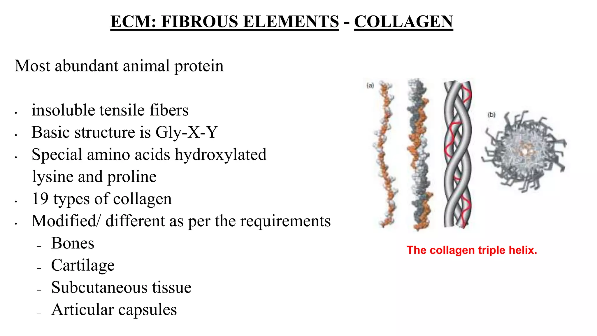 Extracellular matrix | PPT