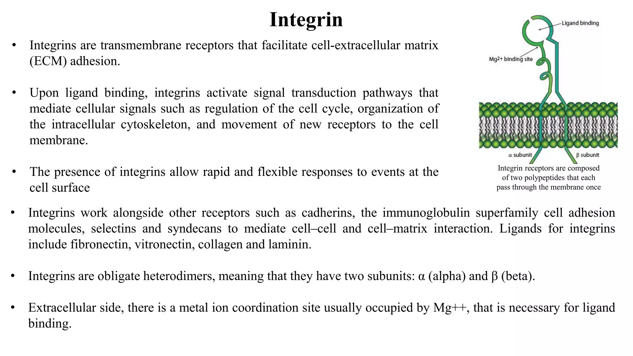 Extracellular matrix | PPT