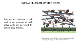 Extracellular matrix | PPT
