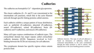 Extracellular matrix | PPT