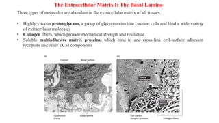 Extracellular matrix | PPT