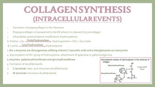 Extracellular Matrix - Components (+ Collagen Synthesis) | PPTX