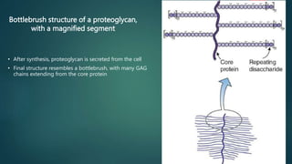 Extracellular Matrix.pptx