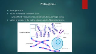 Extracellular Matrix.pptx
