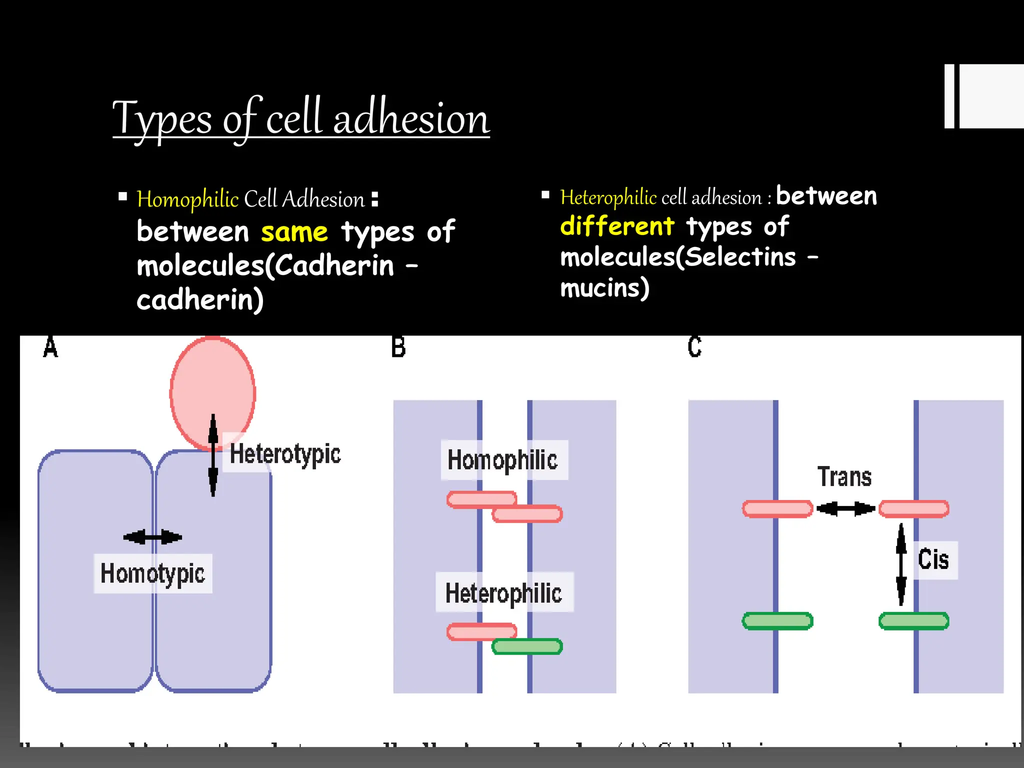 Extracellular Matrix And Cell Adhesion | PPTX