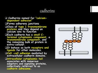 Extracellular Matrix And Cell Adhesion | PPTX