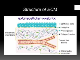 Extracellular Matrix And Cell Adhesion | PPTX