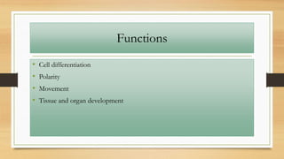 Extracellular matrix [autosaved] | PPTX
