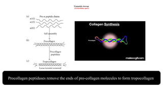composition, functions of Extra cellular matrix. ECM Proteins ...