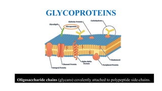 composition, functions of Extra cellular matrix. ECM Proteins ...