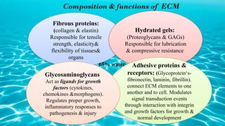composition, functions of Extra cellular matrix. ECM Proteins ...
