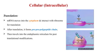 composition, functions of Extra cellular matrix. ECM Proteins ...