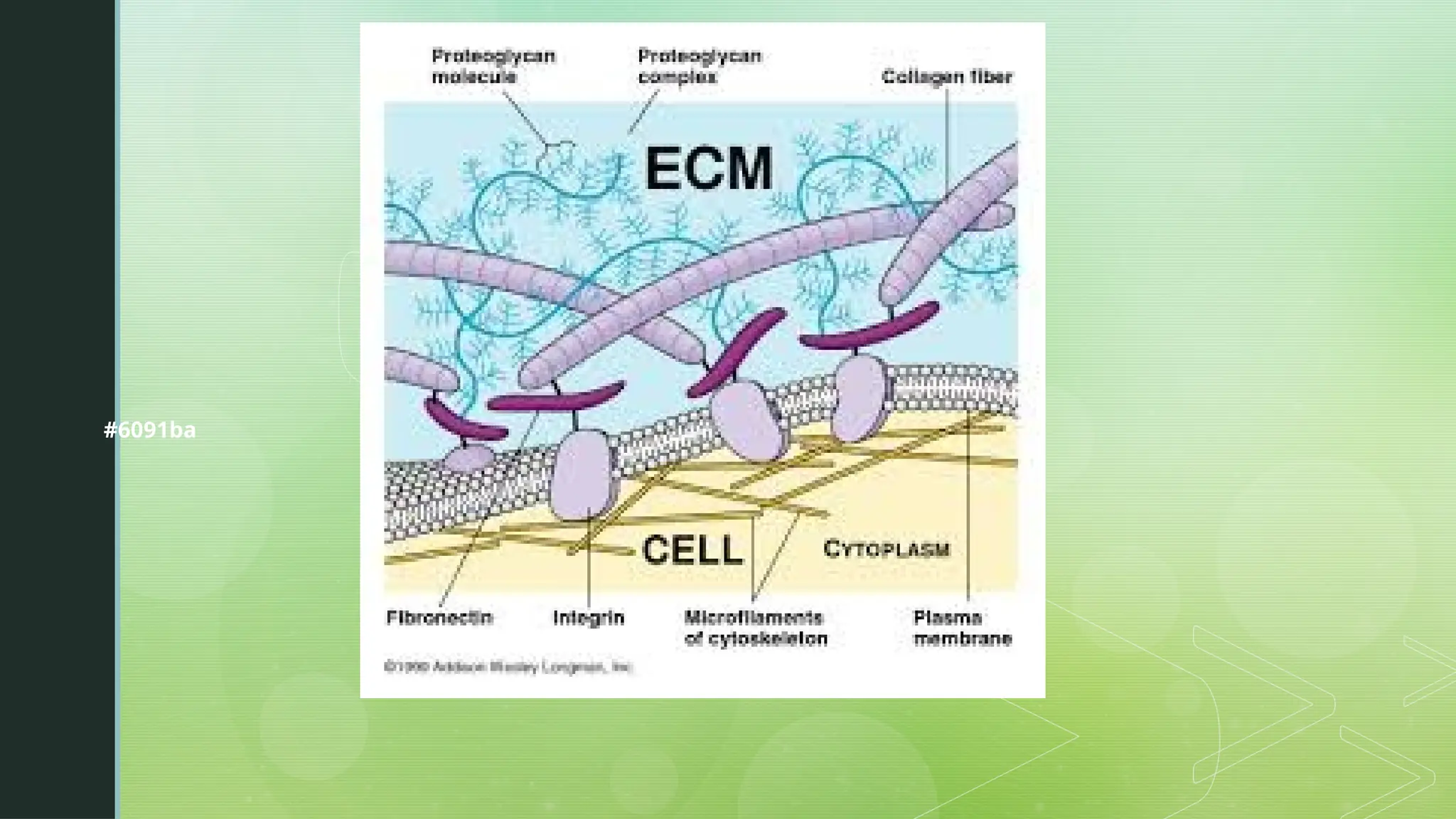 Extracellular matrix in tissue formation, homeostasis, and integrity.pptx