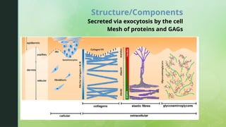 Extracellular matrix in tissue formation, homeostasis, and integrity.pptx