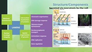 Extracellular matrix in tissue formation, homeostasis, and integrity.pptx