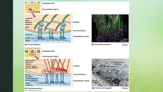 Extracellular matrix in tissue formation, homeostasis, and integrity.pptx