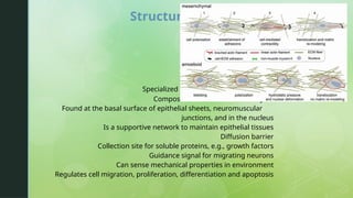 Extracellular matrix in tissue formation, homeostasis, and integrity.pptx