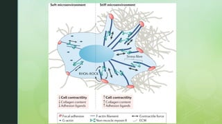 Extracellular matrix in tissue formation, homeostasis, and integrity.pptx