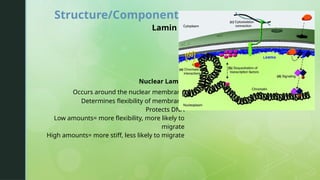 Extracellular matrix in tissue formation, homeostasis, and integrity.pptx