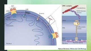 Extracellular matrix in tissue formation, homeostasis, and integrity.pptx