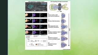 Extracellular matrix in tissue formation, homeostasis, and integrity.pptx