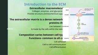Extracellular matrix in tissue formation, homeostasis, and integrity.pptx