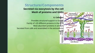 Extracellular matrix in tissue formation, homeostasis, and integrity.pptx