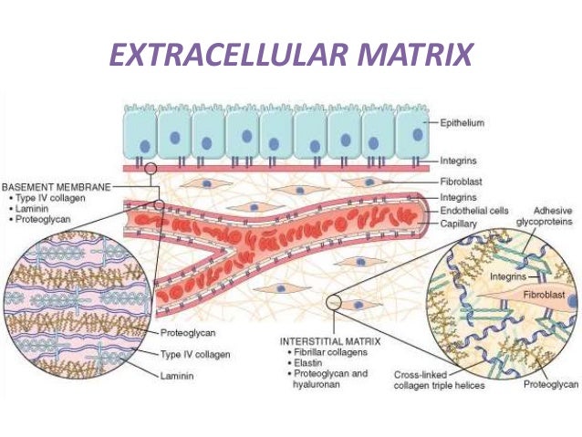 Extracellular matrix n collagen