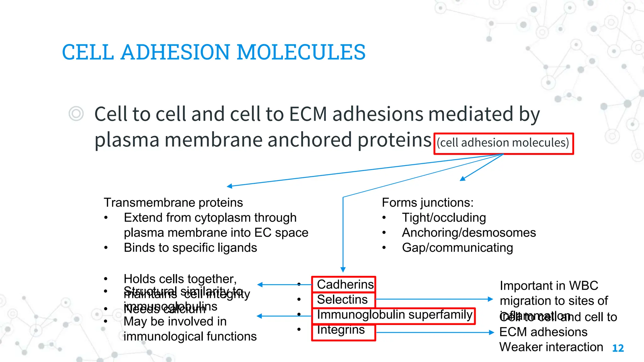 Extracellular Matrix ppt.pptx