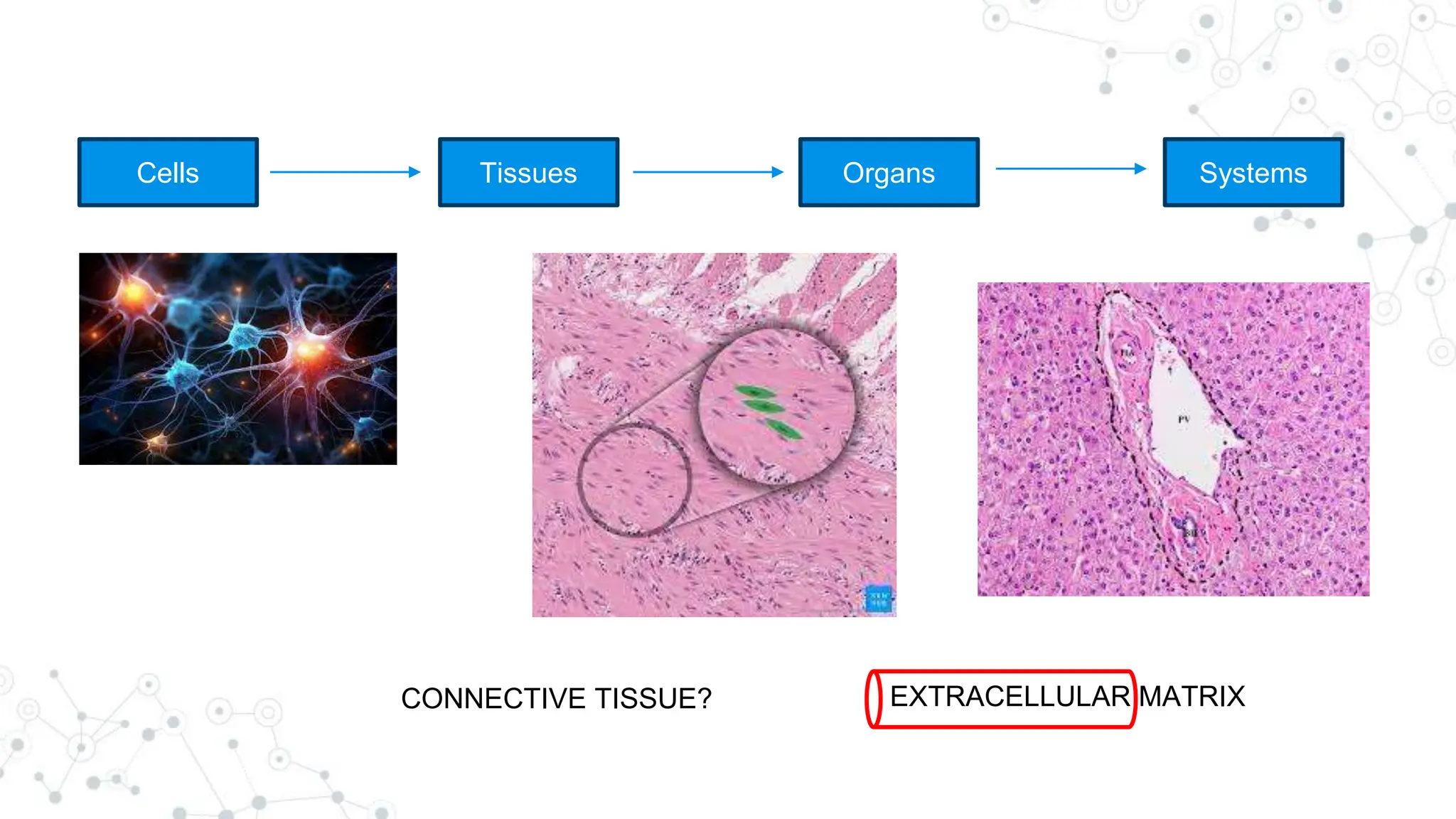 Extracellular Matrix ppt.pptx