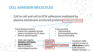 Extracellular Matrix ppt.pptx