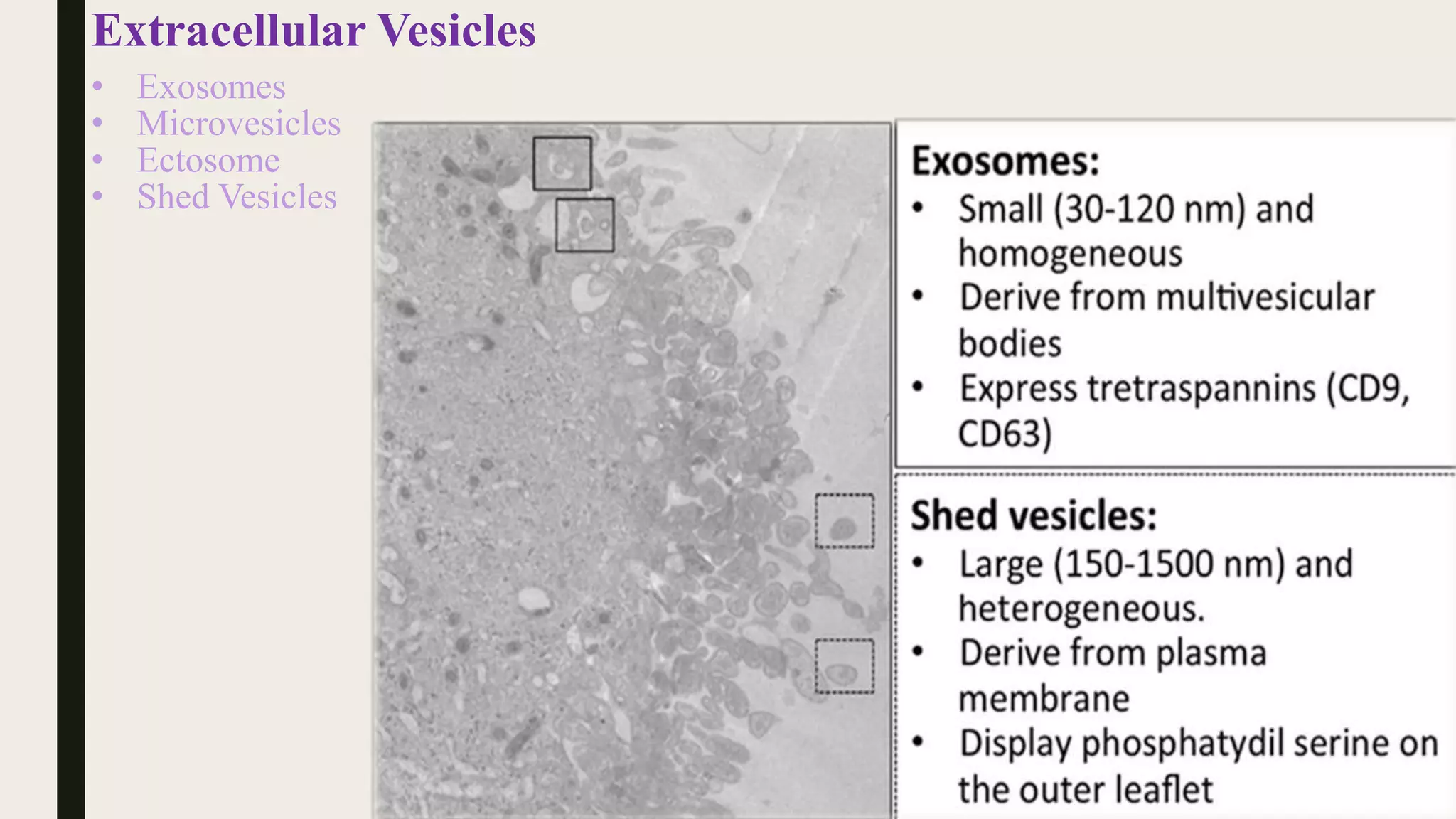 Extracellular Vesicle Flow Cytometry Analysis and Standardization | PPTX