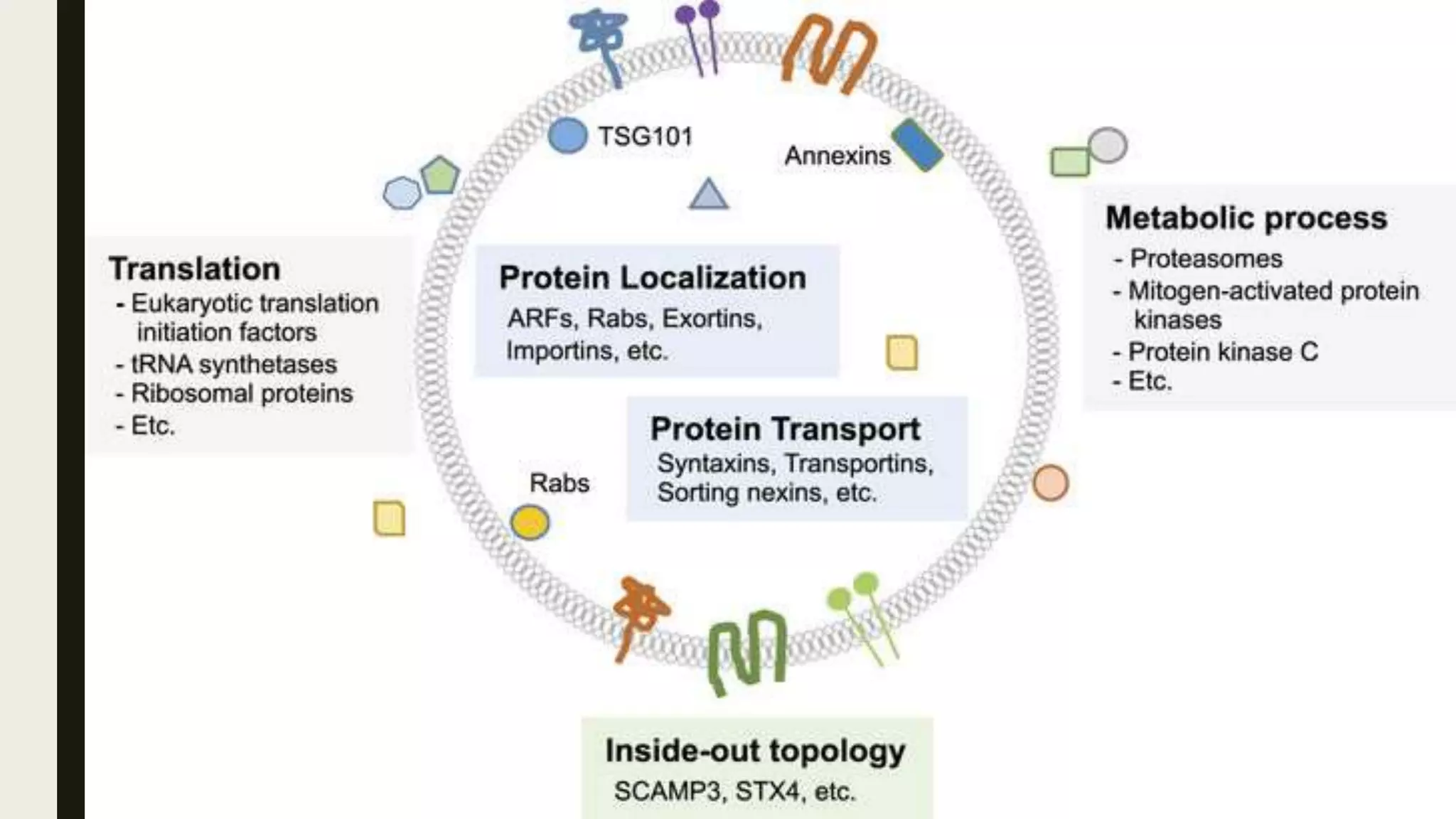 Extracellular Vesicle Flow Cytometry Analysis and Standardization | PPTX