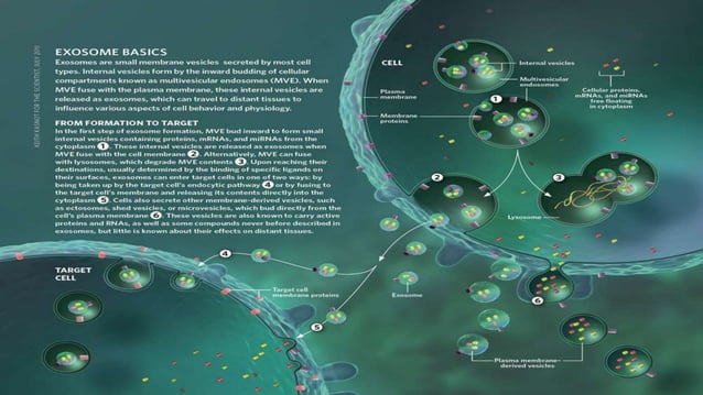 Extracellular Vesicle Flow Cytometry Analysis and Standardization | PPTX