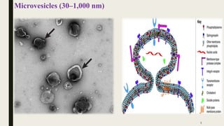 Extracellular Vesicle Flow Cytometry Analysis and Standardization | PPTX