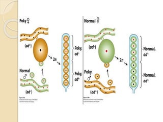 EXTRA CHROMOSOMAL INHERITANCE | PPTX