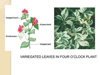 EXTRA CHROMOSOMAL INHERITANCE | PPTX
