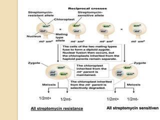 EXTRA CHROMOSOMAL INHERITANCE | PPTX
