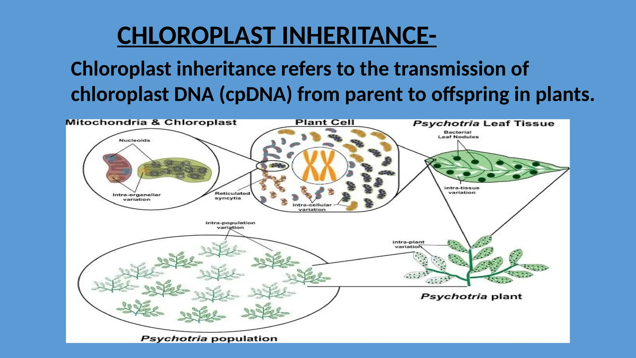 Extra Chromosomal Inheritance in the Genetics | PPTX