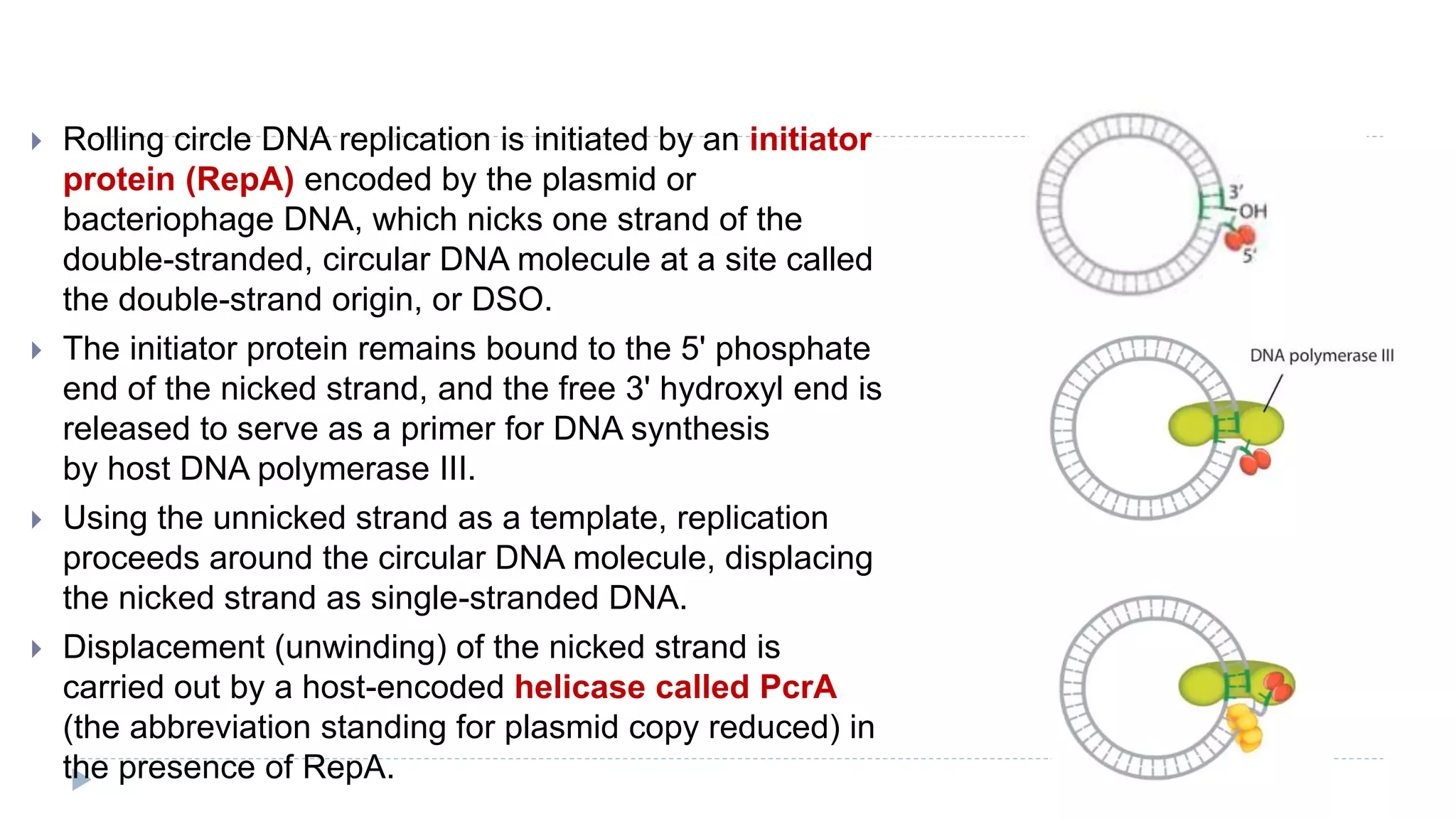 Extrachromosomal replication of DNA | PPTX