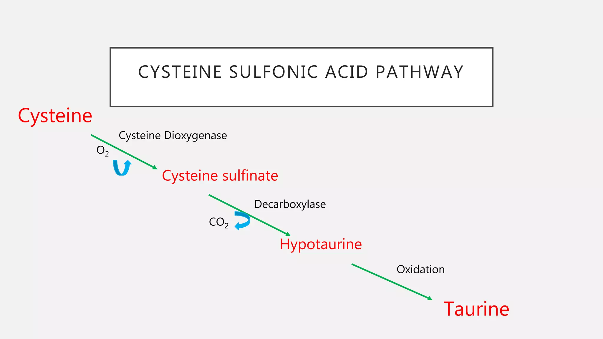 Taurine Deficiency Case Study | PPTX