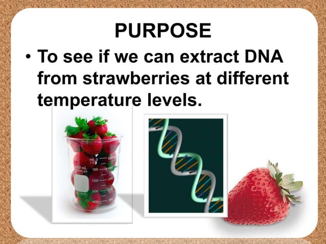 Extracting DNA from strawberries | PPTX