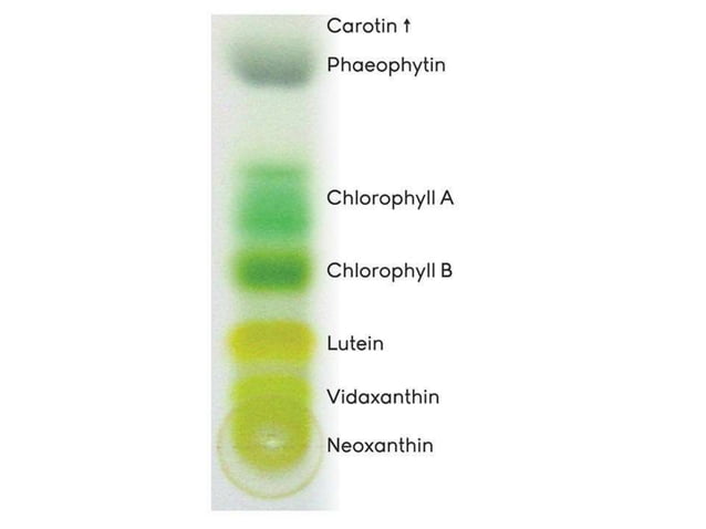 Pigments and Colors:Extraction and Purification | PPTX